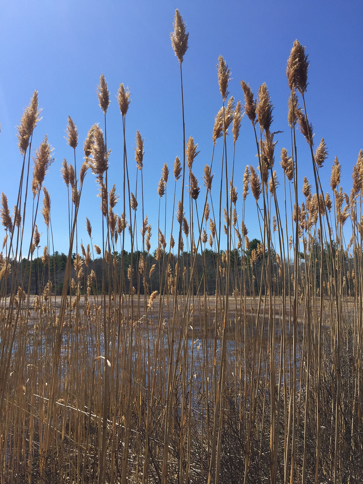 Maine Hikes | Saco Beach Loop Trail – Weekends in Maine