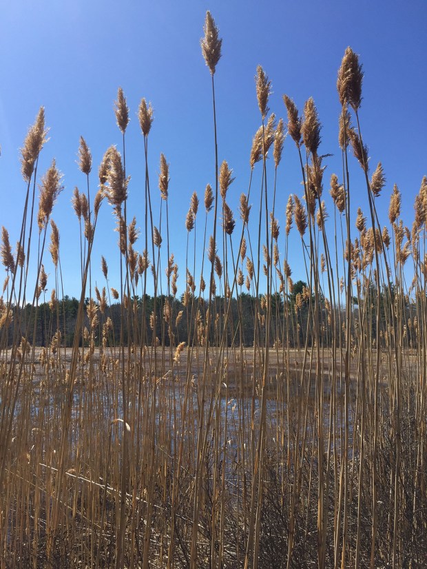 Maine Hikes | Saco Beach Loop Trail – Weekends in Maine