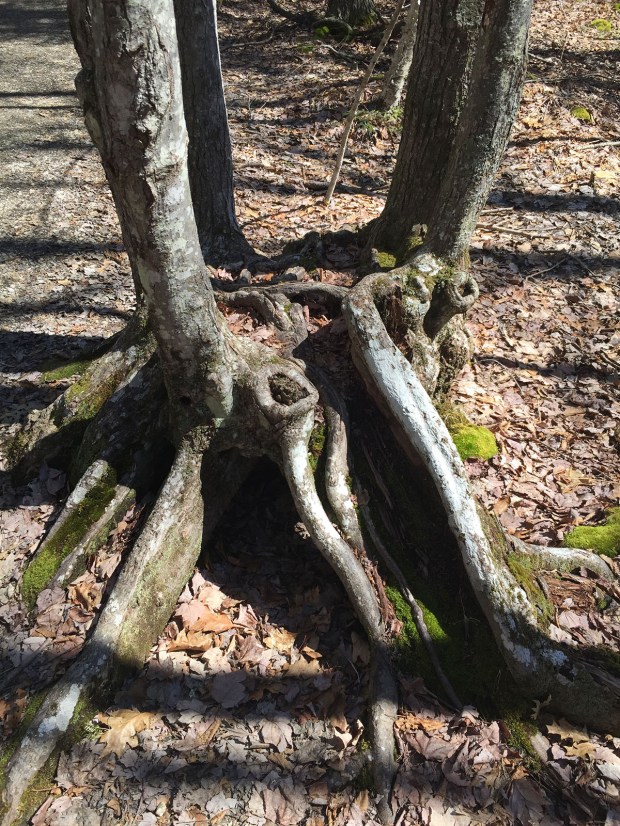 Maine Hikes | Saco Beach Loop Trail – Weekends in Maine