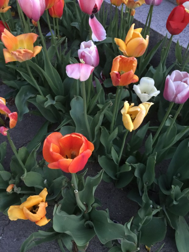 Dinner & Drinks at LFK in Portland, Maine – Weekends in Maine