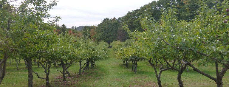 Apple Picking at Apple Acres Farm in Hiram, Maine – Weekends in Maine